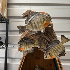 Real Skin Beautiful Sunfish Fish Taxidermy Wall Mount - Etsy