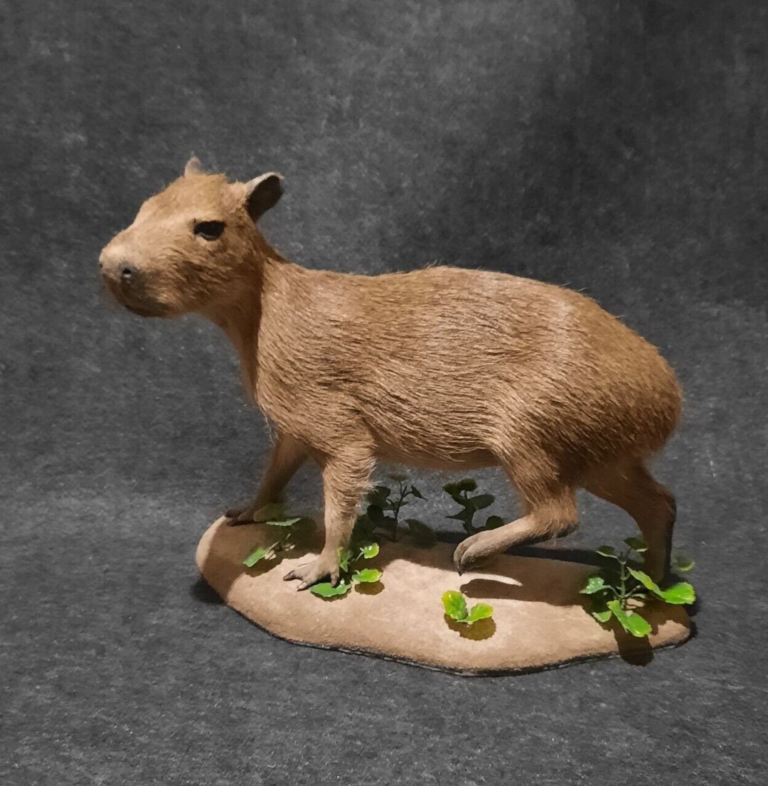 Capybara Full Body Mount Taxidermy - Etsy
