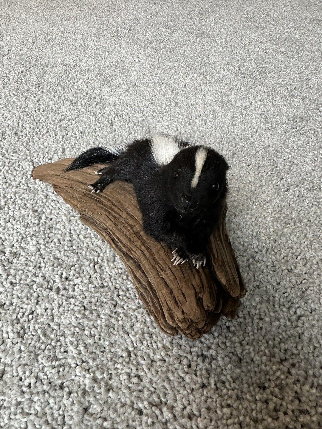 Skunk Baby Taxidermy Mount SK6 - Etsy