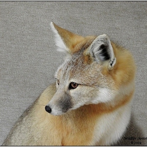 Kit Fox Taxidermy Mount Coyote Badger Bobcat Lynx Hunting Cabin ...