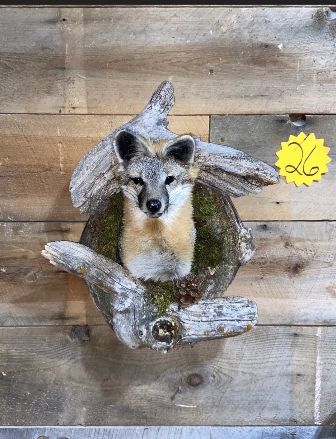 Beautiful Grey Fox Taxidermy Wall Mount in Den - Etsy