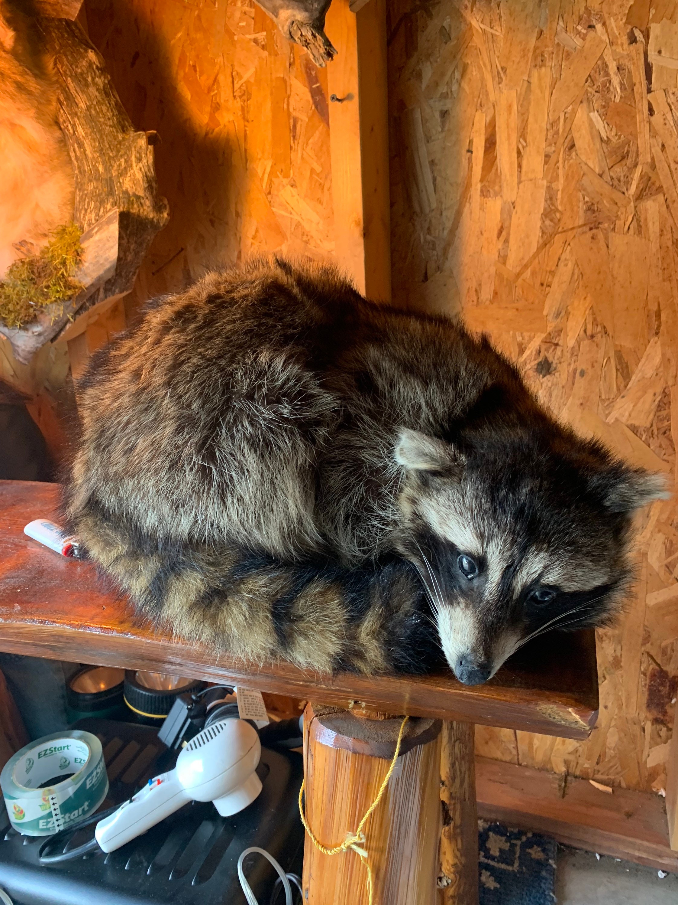 Soft Mount Taxidermy for sale | Only 4 left at -65%