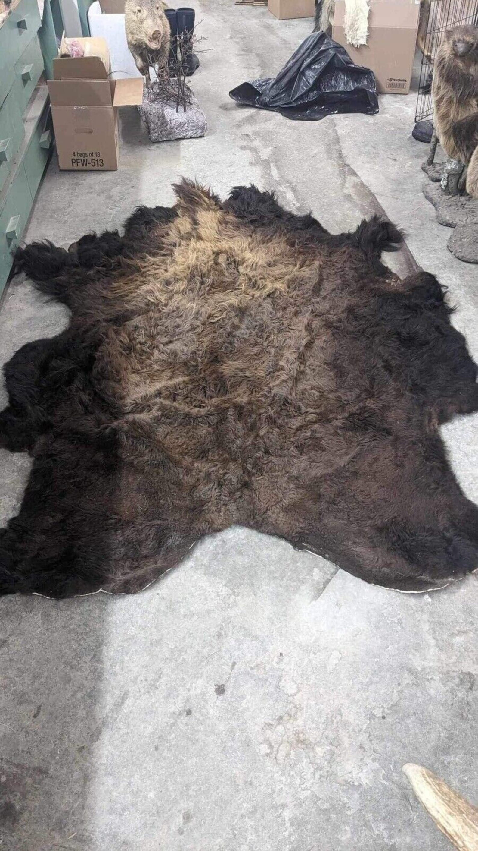 Real Buffalo / Bison Fresh Tanned Taxidermy Rug Hide Brand New - Etsy