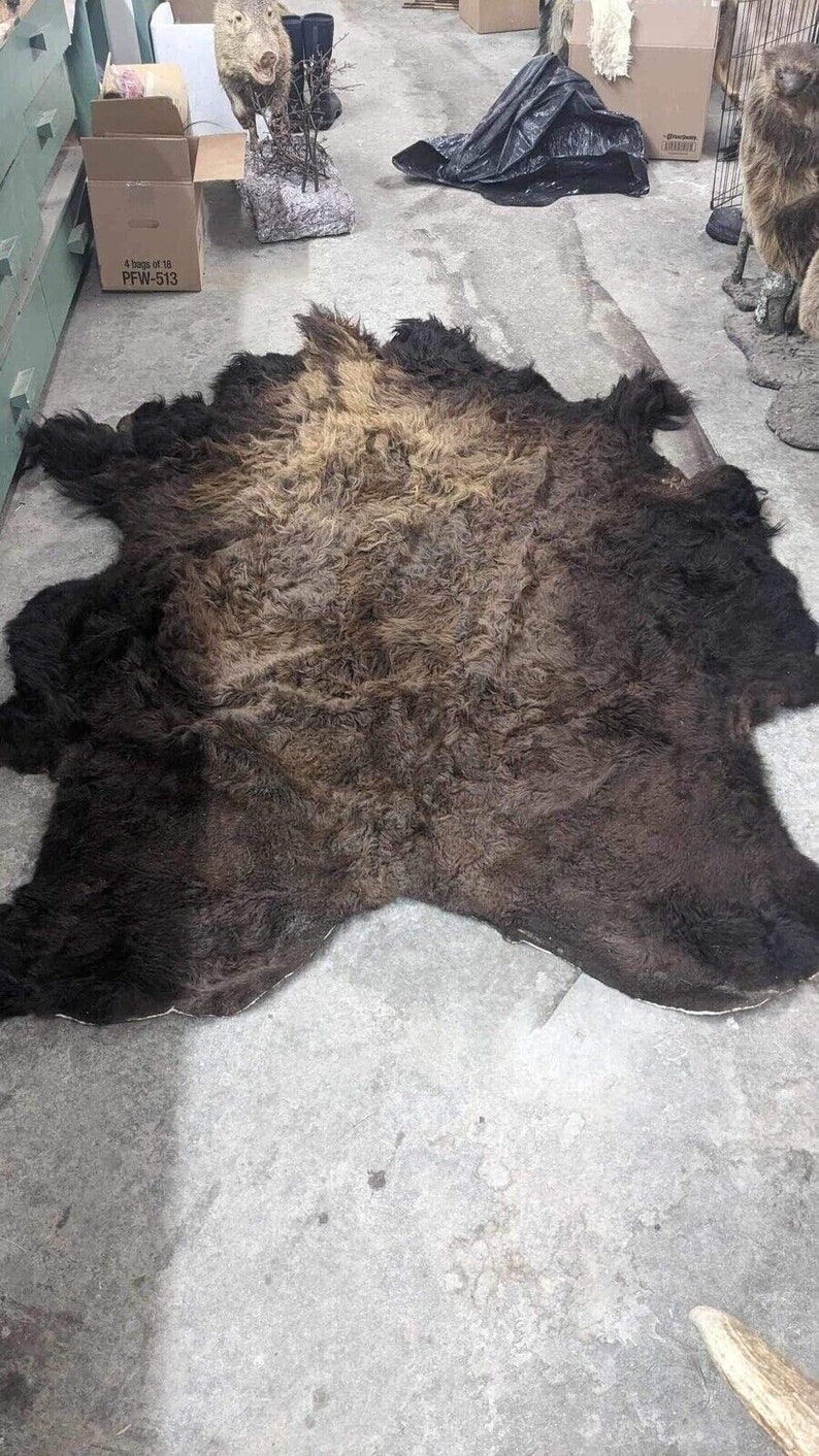Real Buffalo / Bison Fresh Tanned Taxidermy Rug Hide Brand New - Etsy