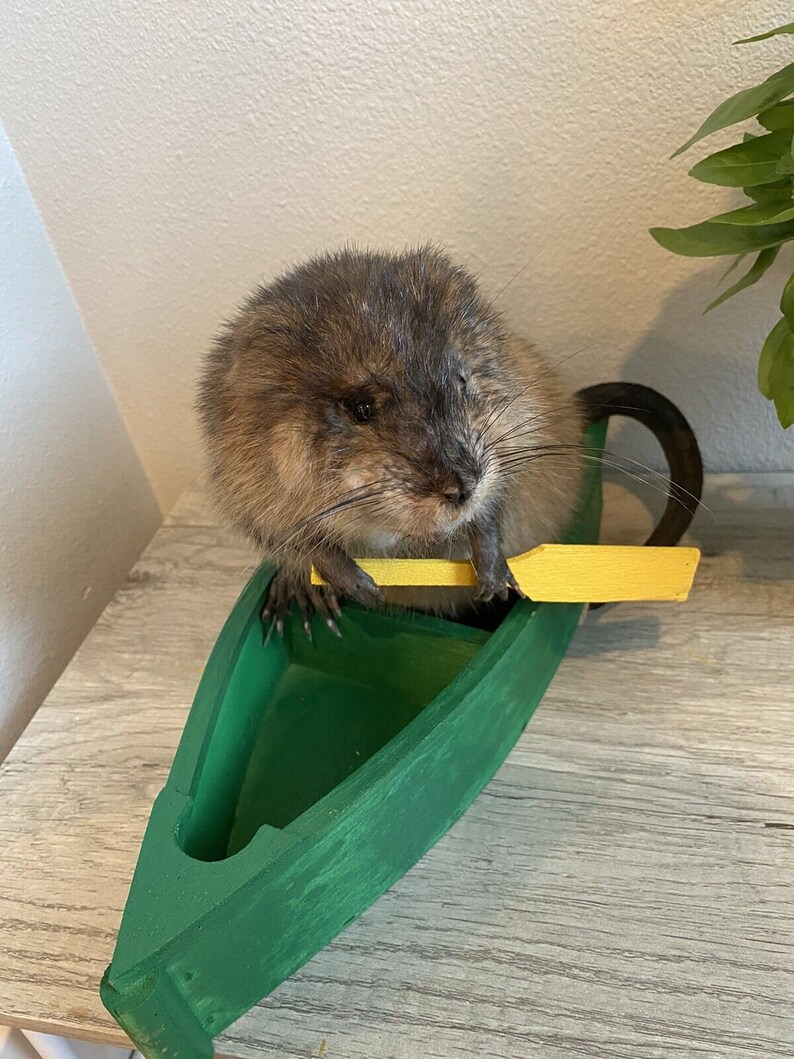 Muskrat in Canoe Taxidermy Mount for Sale - Etsy