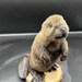 Beautiful Adorable Baby Beaver Kit Taxidermy Mount Art Wildlife 12B - Etsy