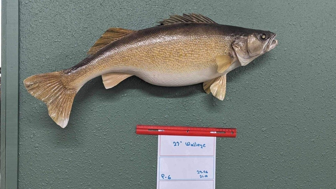 Beautiful Real Skin 29 Large Walleye Taxidermy Wall Mount Art Wildlife ...