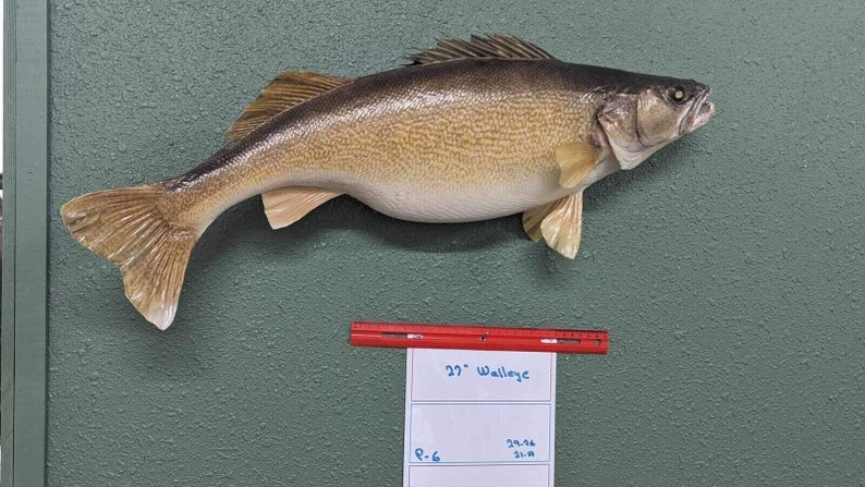 Beautiful Real Skin 29 Large Walleye Taxidermy Wall Mount Art - Etsy