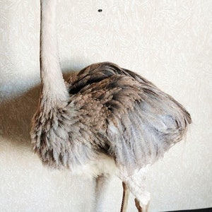 Museum Quality Ostrich Taxidermy Mount - Etsy
