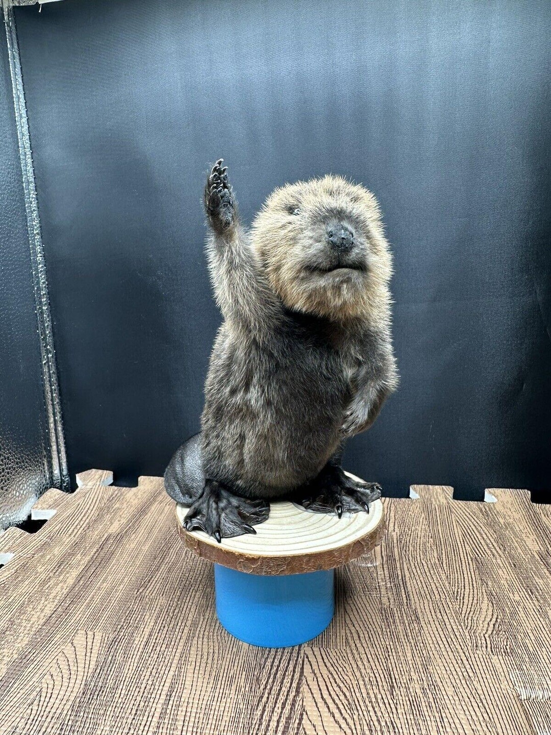 Beautiful Adorable Baby Beaver Kit Taxidermy Mount Art Wildlife 30B - Etsy