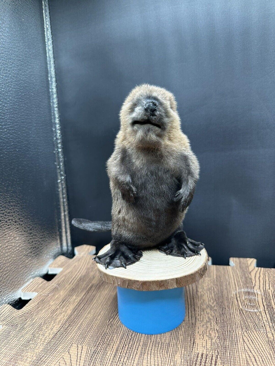 Beautiful Adorable Baby Beaver Kit Taxidermy Mount Art Wildlife 28B - Etsy