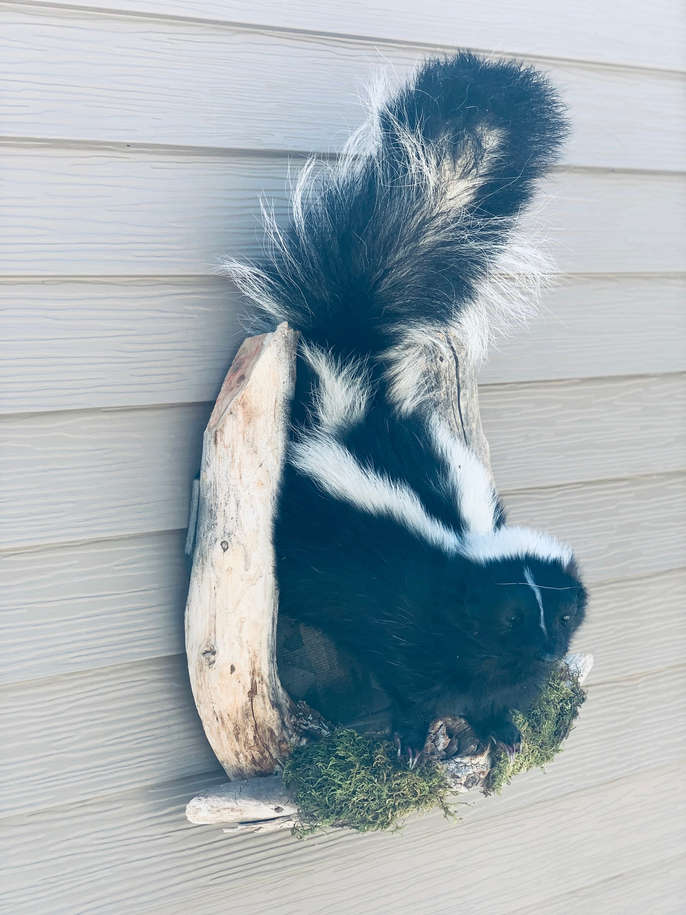 Skunk Mount Taxidermy - Etsy UK