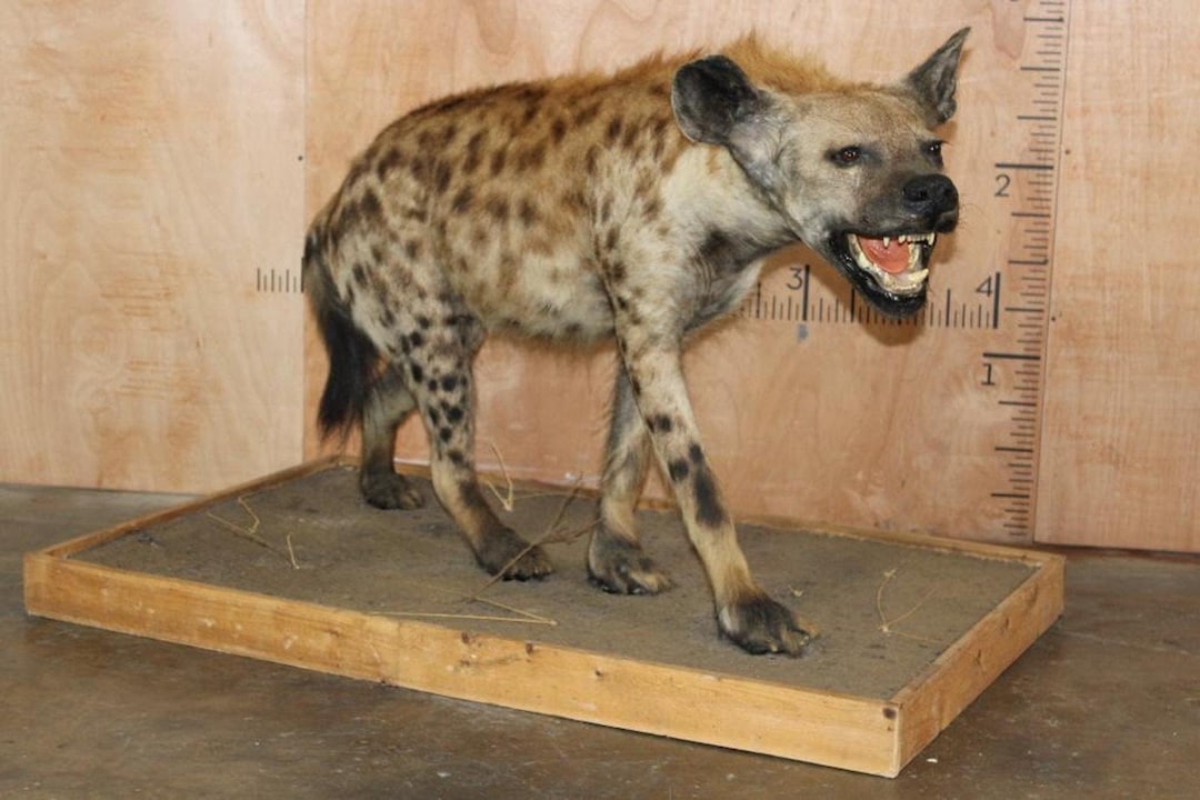 FHBRENT2 - XL Life-sized Spotted Hyena on a Wood Base - Etsy