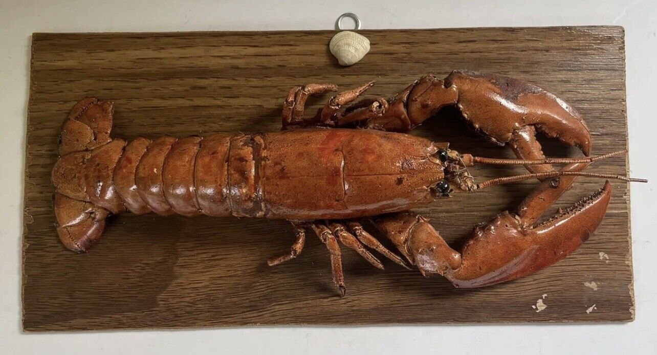 TAXIDERMY LOBSTER Vintage Mounted Sign Rustic Beach House Decor P.E ...