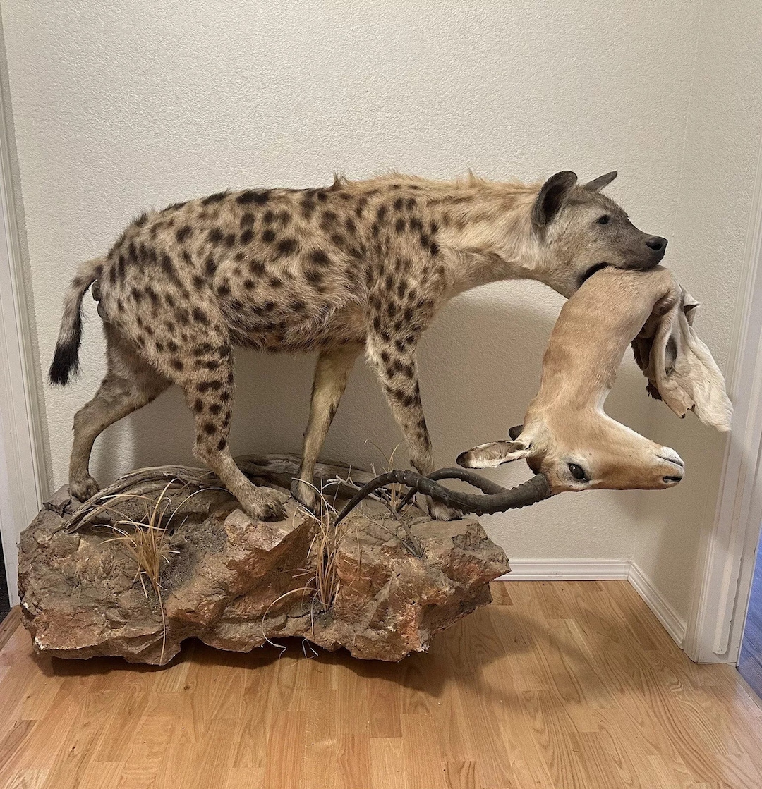 Spotted Hyena Life-size Taxidermy African Safari With Prey - Etsy