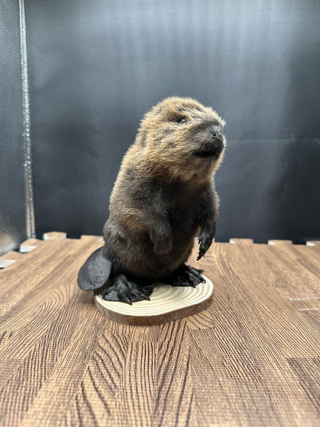 Beautiful Adorable Baby Beaver Kit Taxidermy Mount Art Wildlife 23B - Etsy