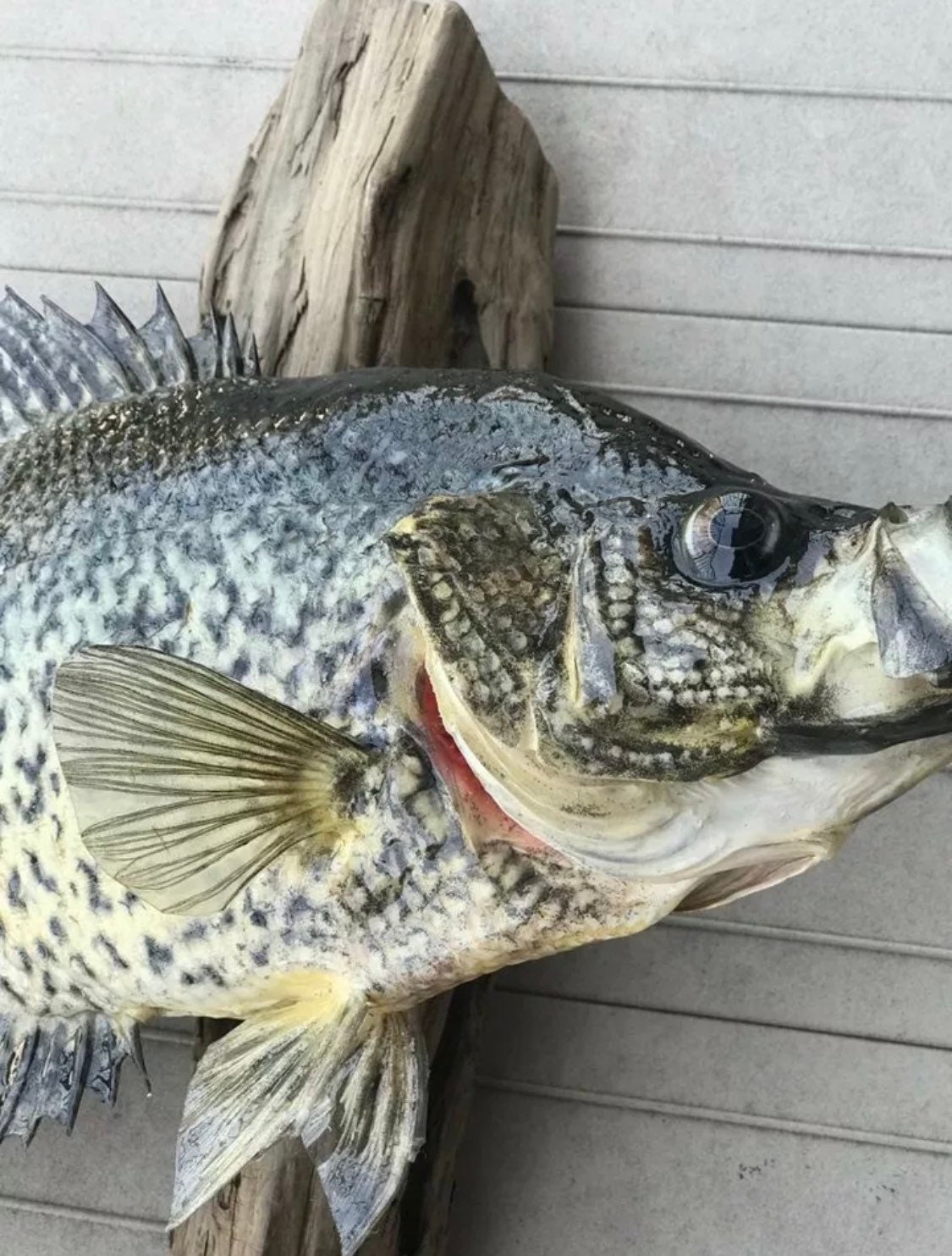 Beautiful Crappie Fish Taxidermy Wall Mount Wildlife Real Skin - Etsy