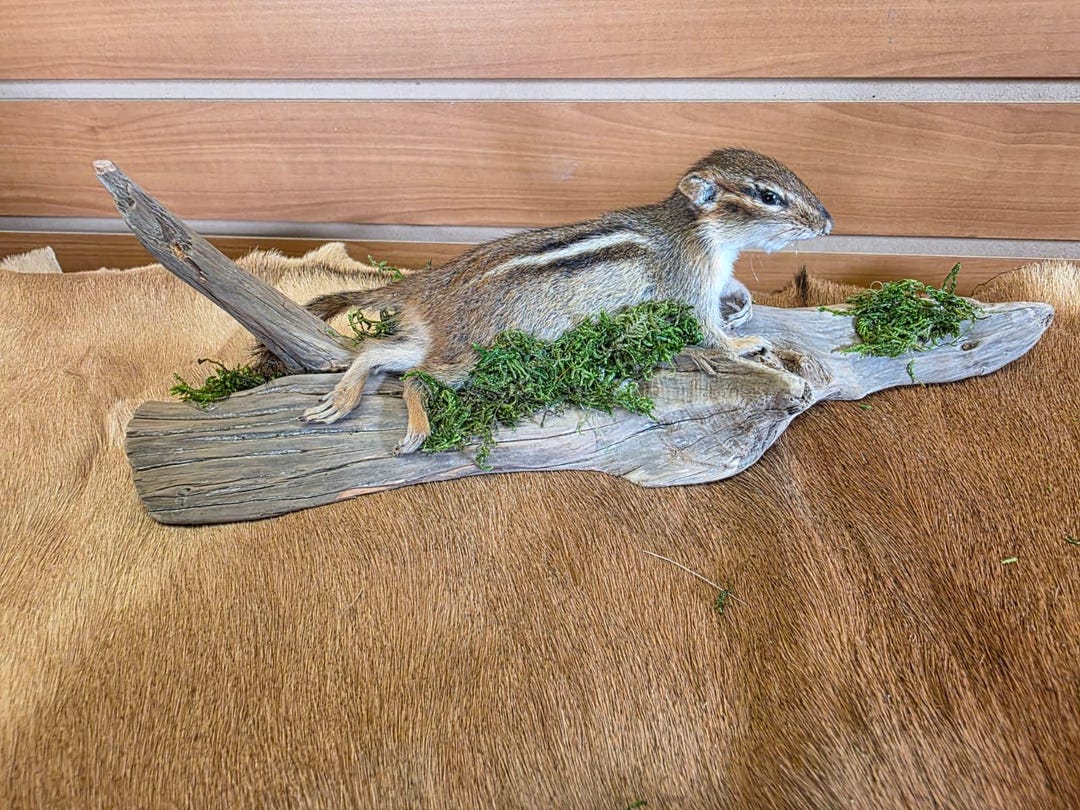 FHCK112 - Chipmunk Taxidermy Mount - Etsy