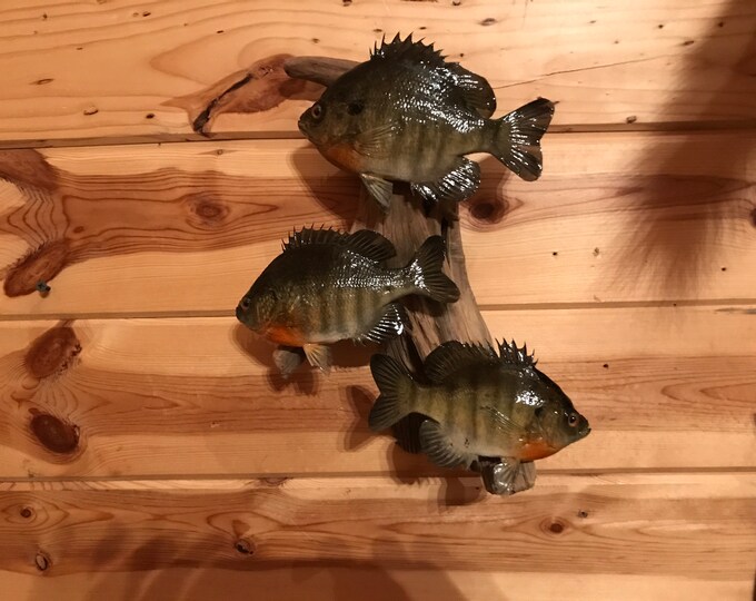 Beautiful Sunfish Bluegill Panfish Small Fish Taxidermy Wall Mount Art ...