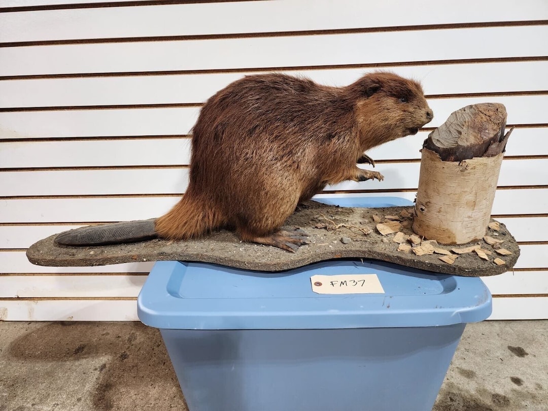 Beaver Taxidermy Mount Full Body Eating Log - Etsy