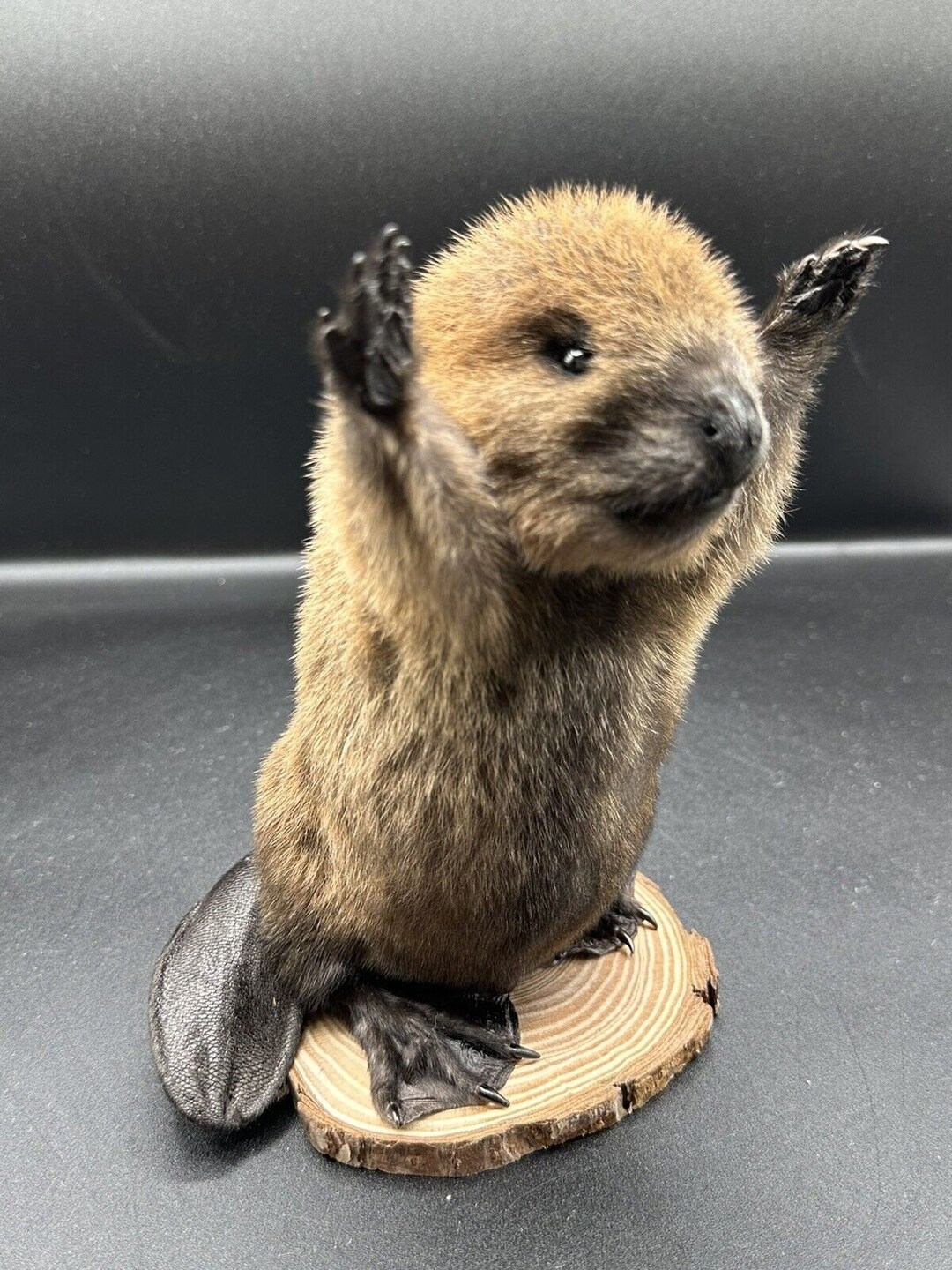 Beautiful Adorable Baby Beaver Kit Taxidermy Mount Art Wildlife 15B - Etsy
