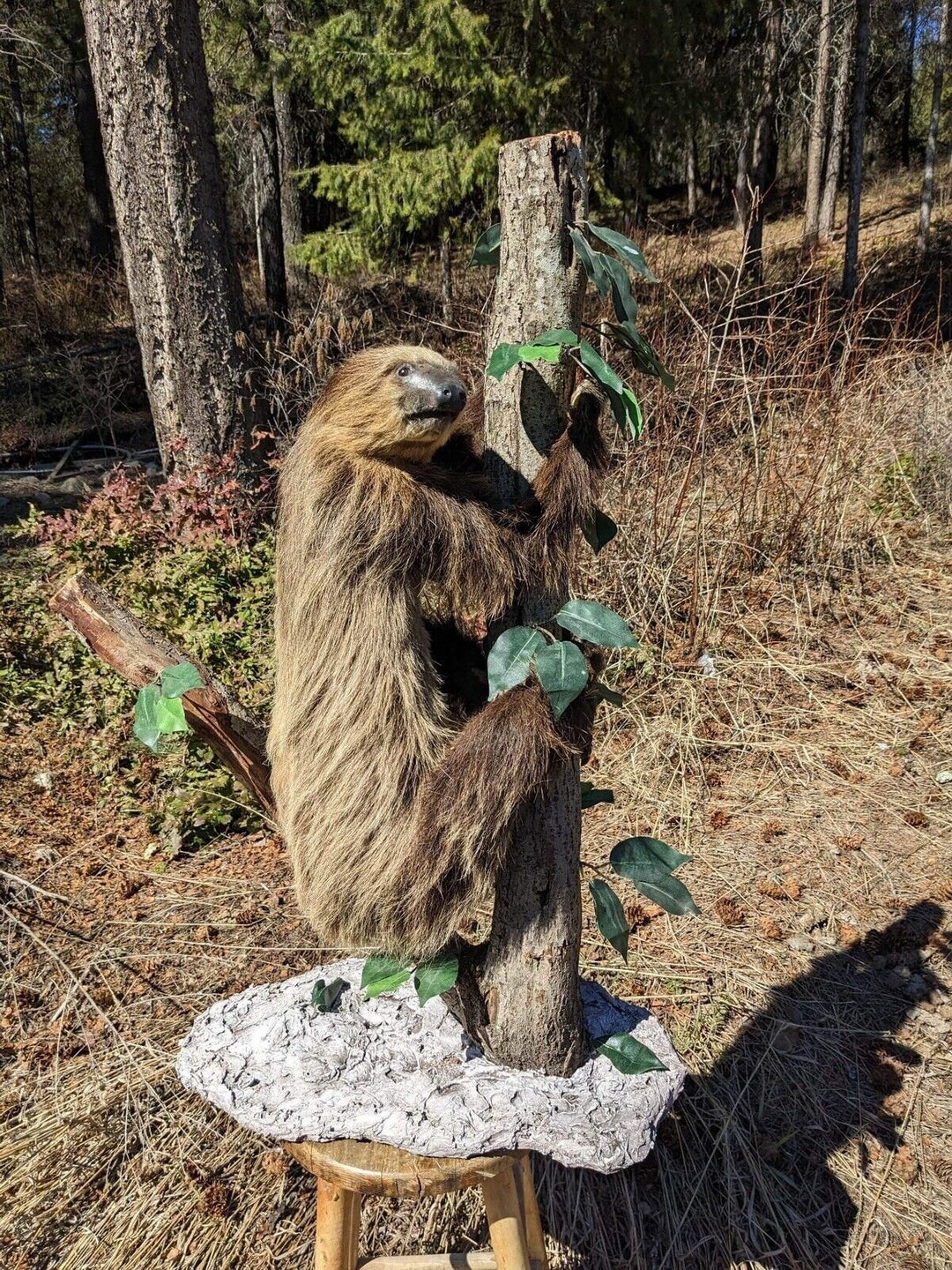 New Excellent Adult Sloth Taxidermy Mount Full Body - Etsy