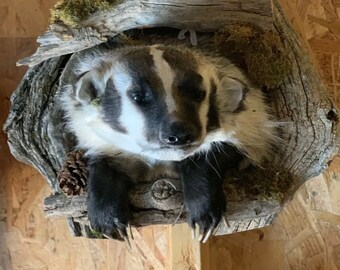 Taxidermy Mount | Etsy