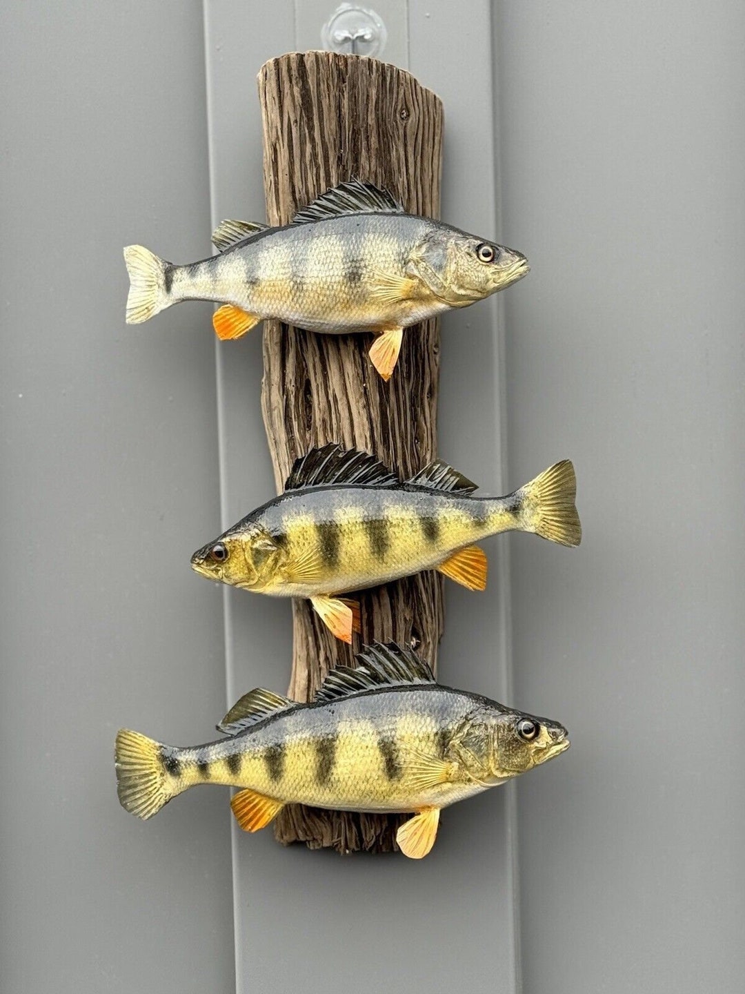 Beautiful Perch Fish Taxidermy Wall Mount Art Wildlife - Etsy