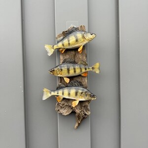 Beautiful Perch Fish Taxidermy Wall Mount Art Wildlife - Etsy