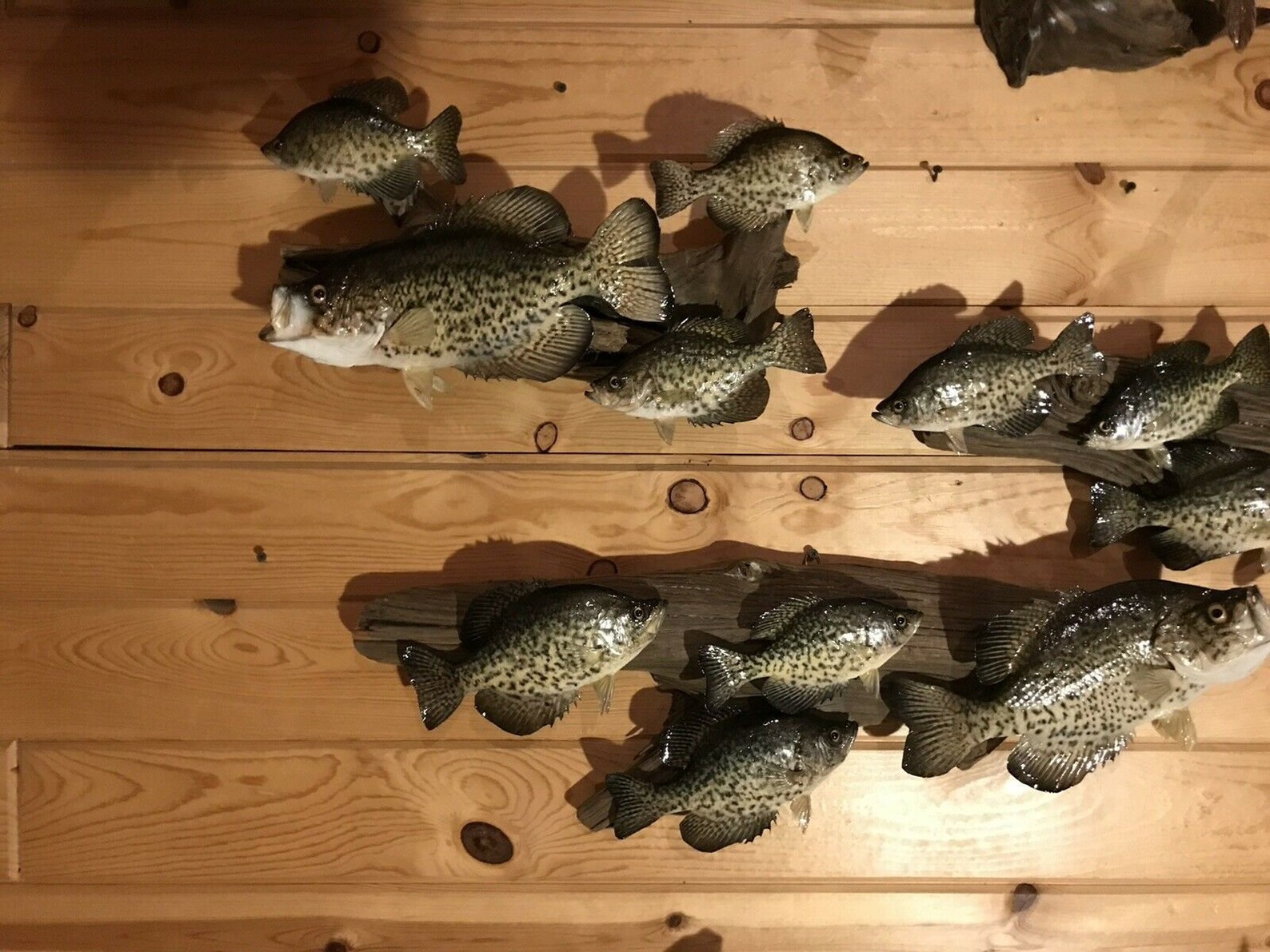 Beautiful Crappie Fish Taxidermy Wall Mount Wildlife Real Skin - Etsy