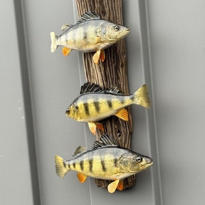 Beautiful Perch Fish Taxidermy Wall Mount Art Wildlife - Etsy
