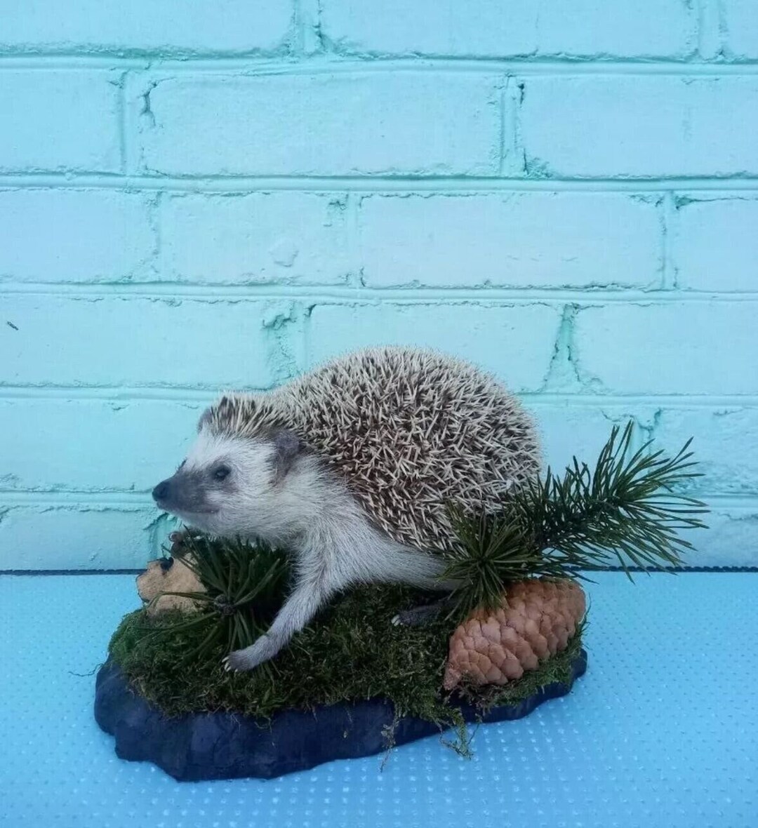 Large Hedgehog Taxidermy Mount - Etsy