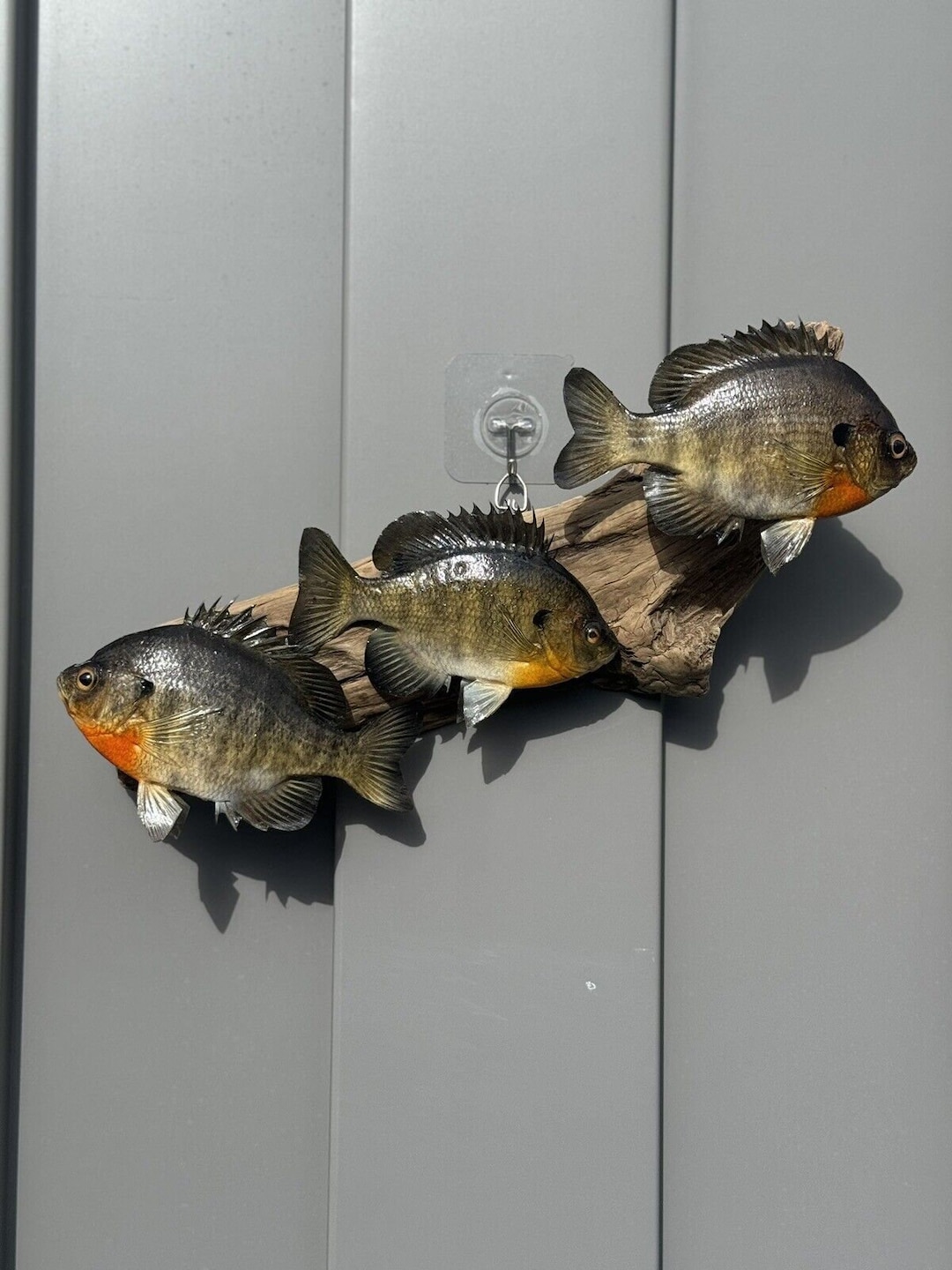 Real Skin Beautiful Sunfish Fish Taxidermy Wall Mount - Etsy