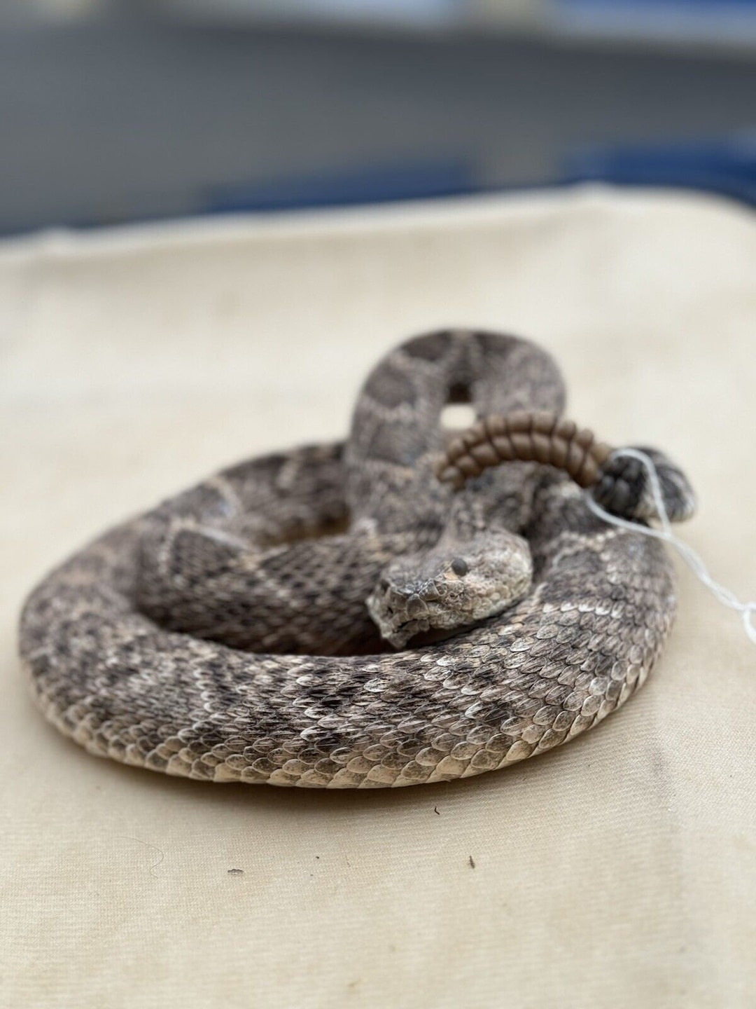 Large Real Rattle Snake Taxidermy Mount - Etsy