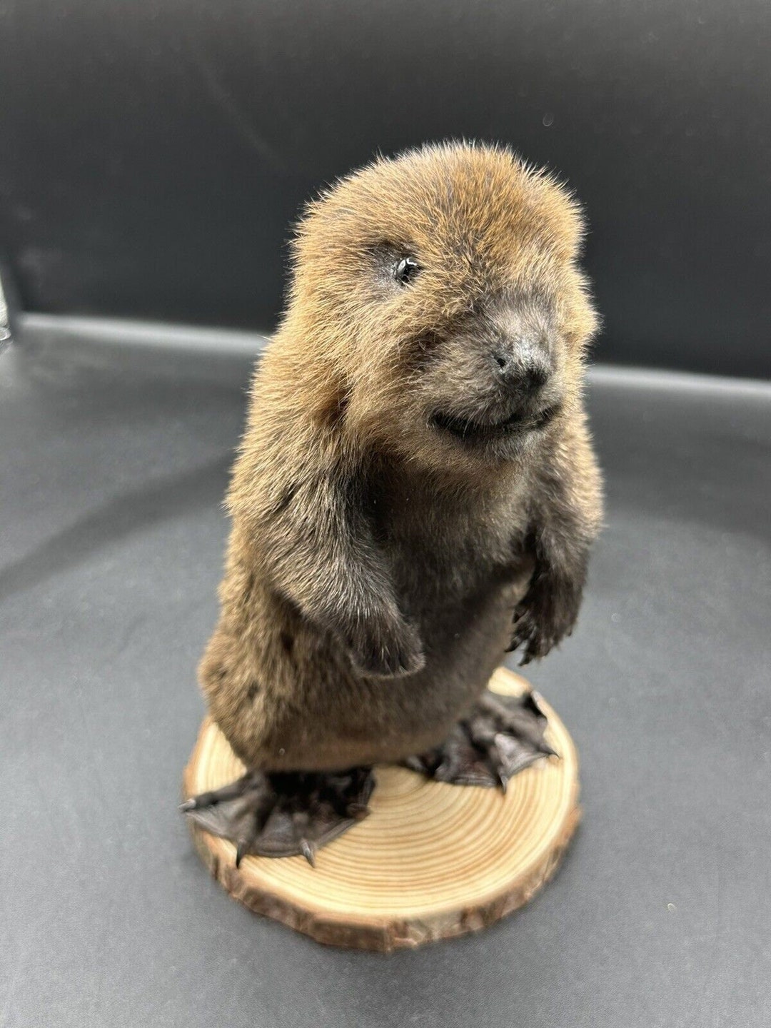Beautiful Adorable Baby Beaver Kit Taxidermy Mount Art Wildlife 14B - Etsy
