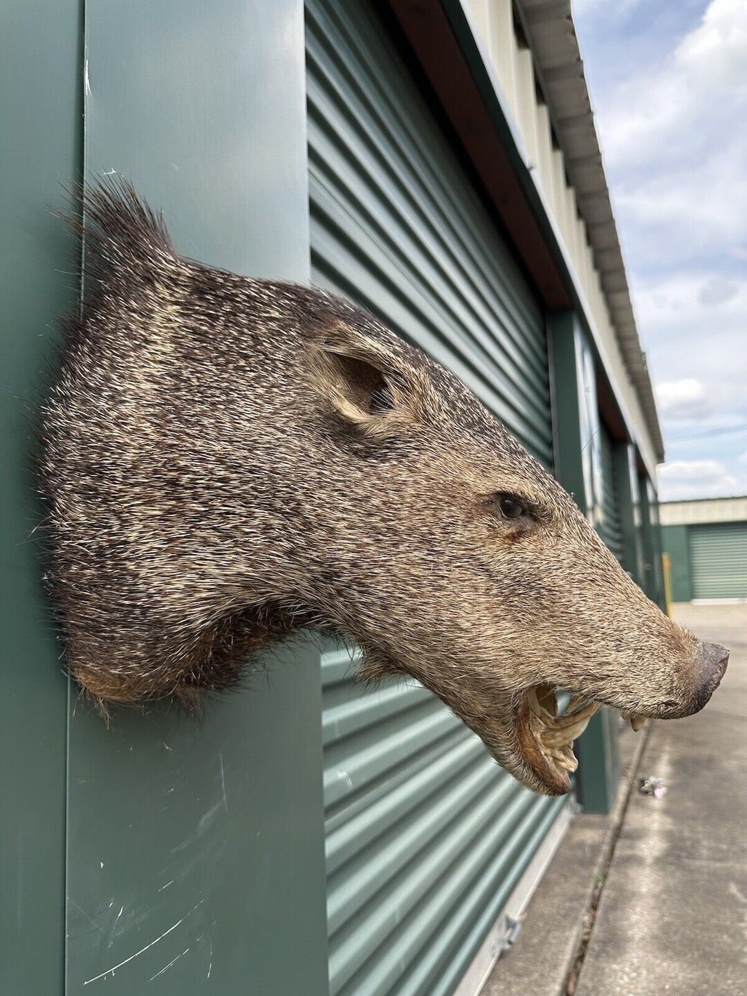 Javelina Taxidermy Shoulder Mount - Etsy