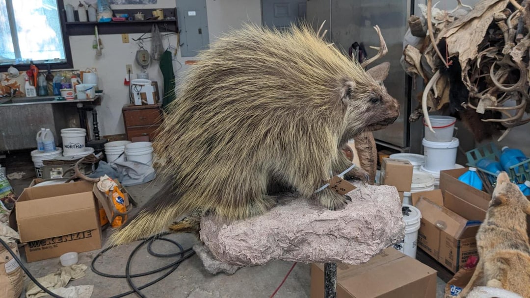 Fhpat6-premium Porcupine Taxidermy Wall Mount - Etsy