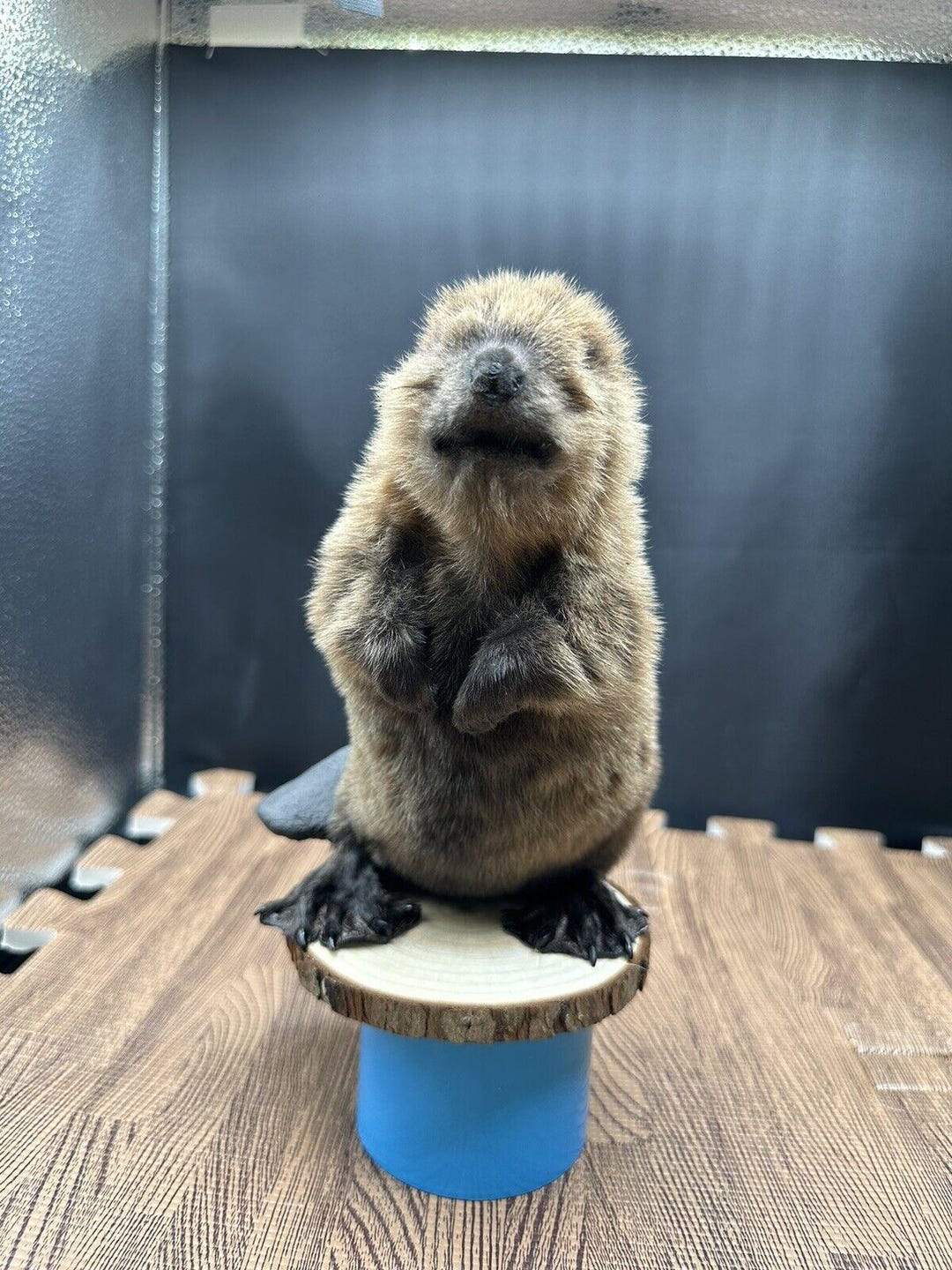 Beautiful Adorable Baby Beaver Kit Taxidermy Mount Art Wildlife 24B - Etsy