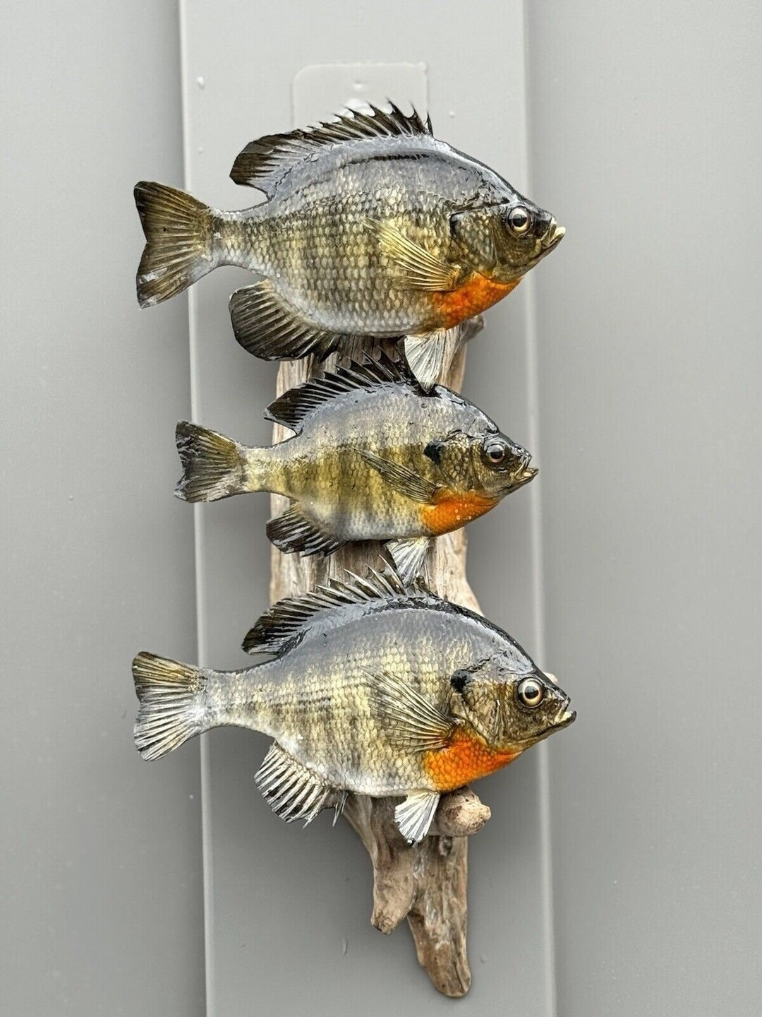 Real Skin Beautiful Sunfish Fish Taxidermy Wall Mount - Etsy