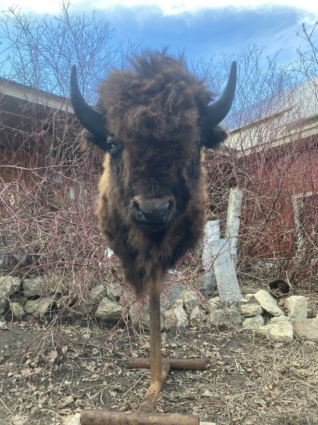 Massive Real Buffalo / Bison Shoulder Taxidermy Mount - Etsy