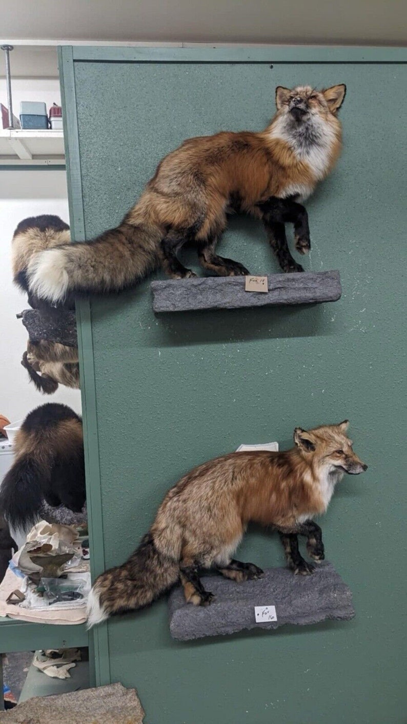 Red Fox Taxidermy Full Body Mount Cabin Camp Man Cave Home Office Den ...