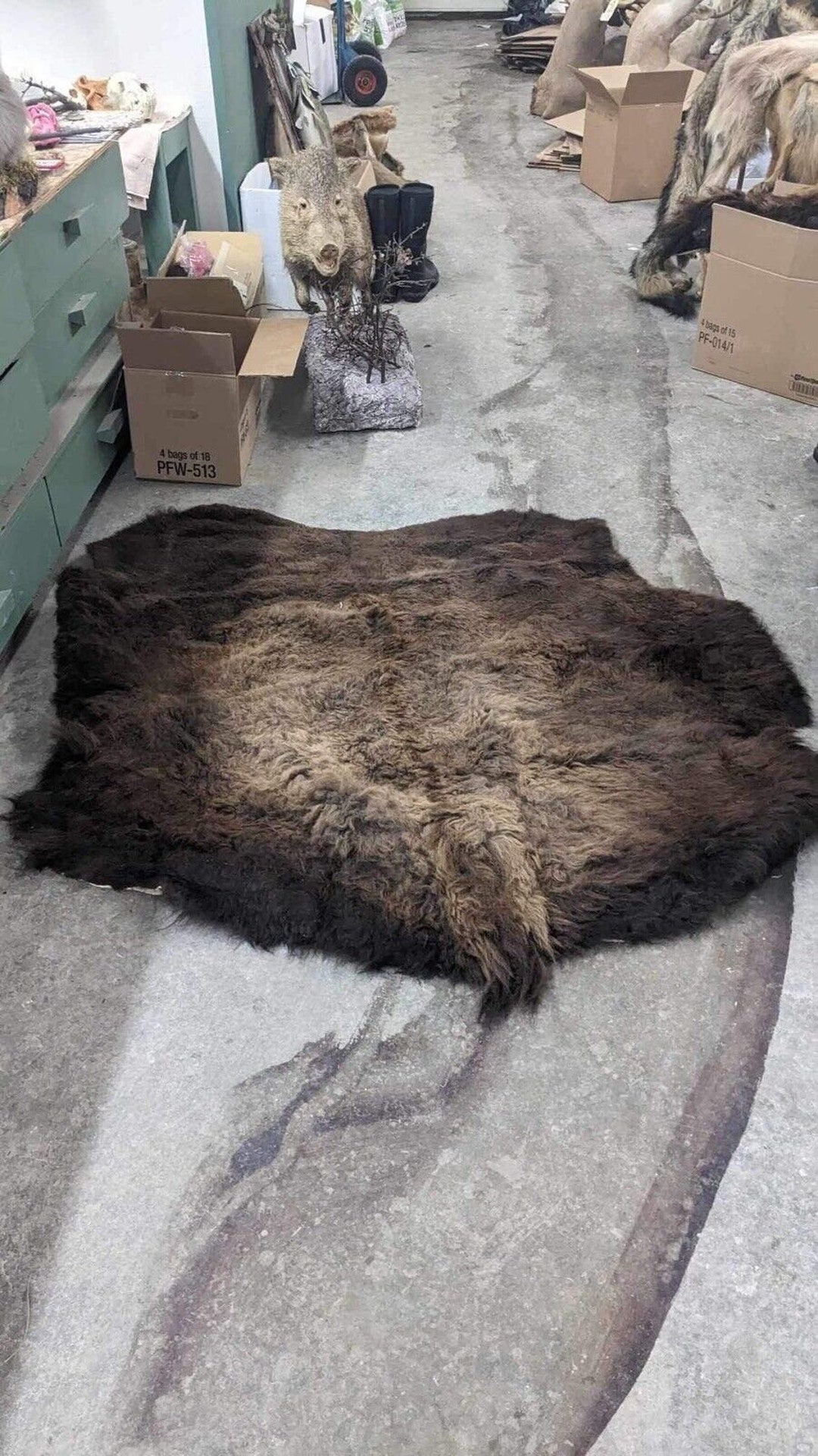 Real Buffalo / Bison Fresh Tanned Taxidermy Rug Hide Brand New - Etsy