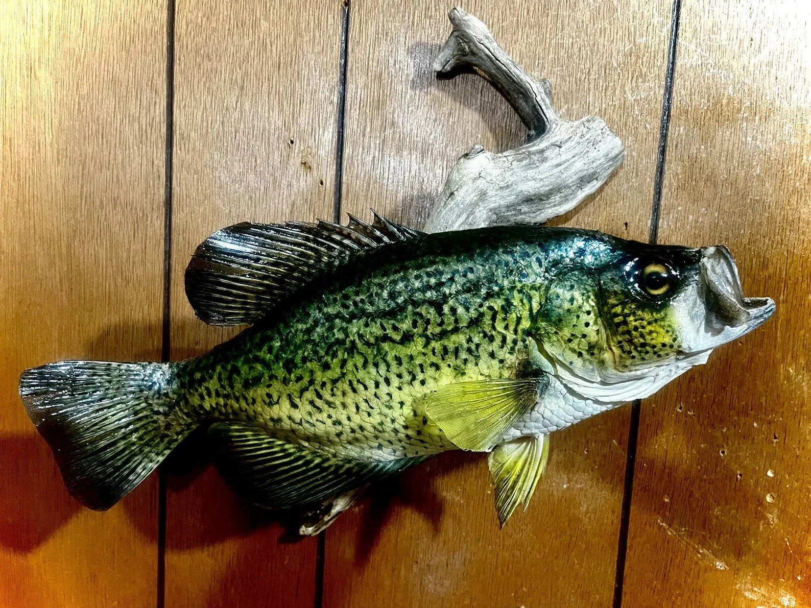 Crappie Fish Taxidermy Mount - Etsy