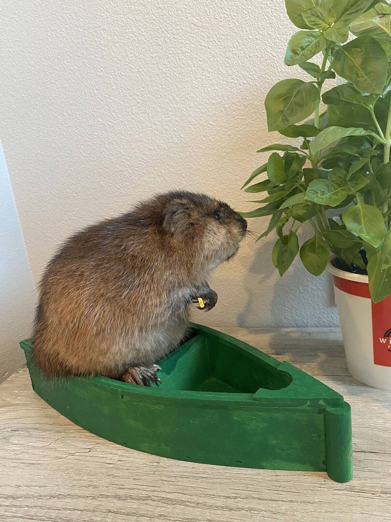 Muskrat in Canoe Taxidermy Mount for Sale - Etsy