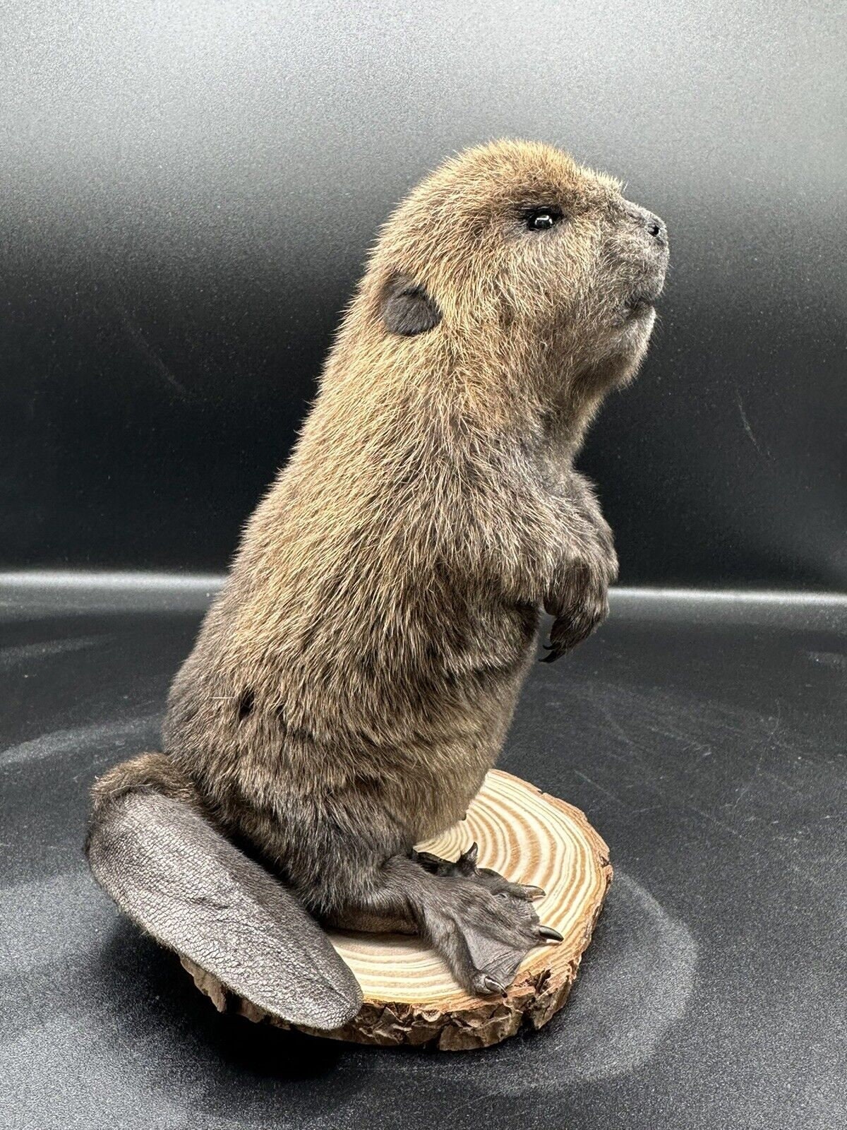 Beautiful Adorable Baby Beaver Kit Taxidermy Mount Art Wildlife 12B - Etsy