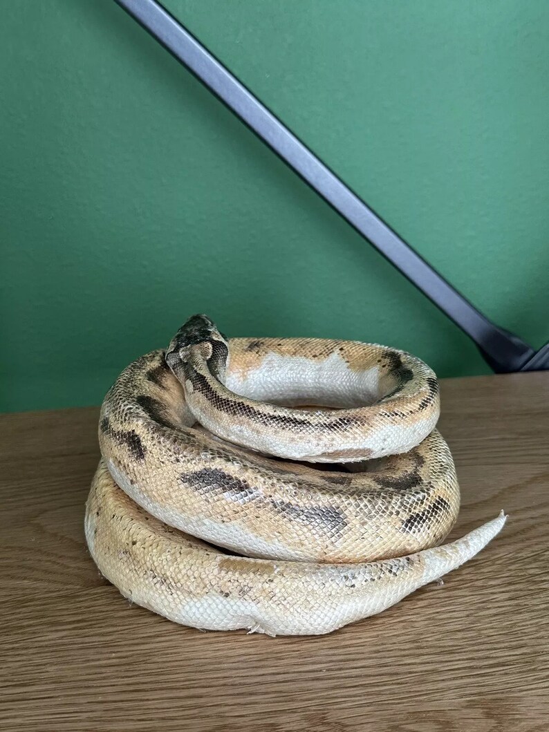 Real Massive Ball Dinker Python Taxidermy Mount - Etsy