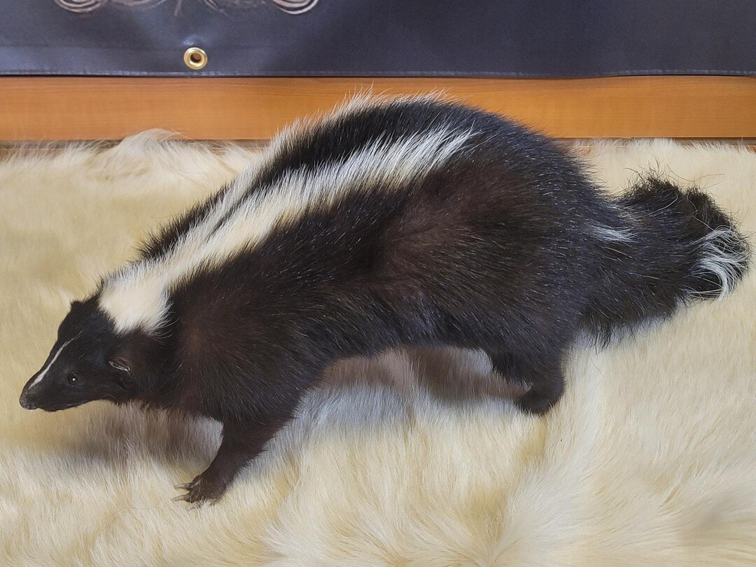 FHSKU300- Skunk Taxidermy Mount - Etsy