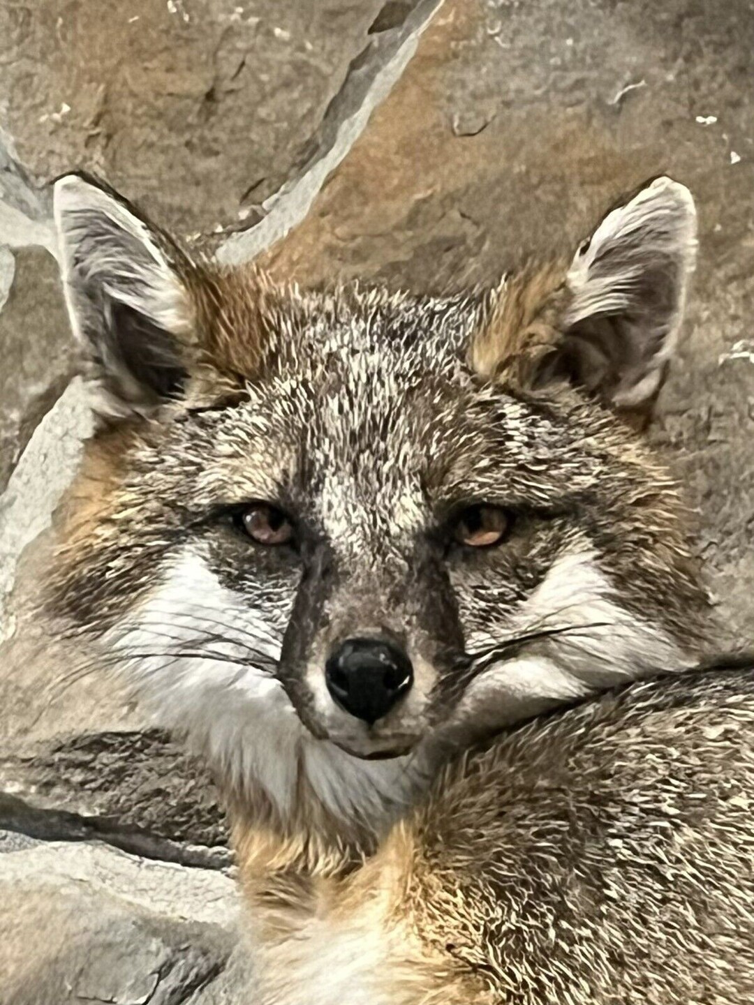 Grey Fox Taxidermy Full Body Mount Cabin Camp Man Cave Home Office Den ...