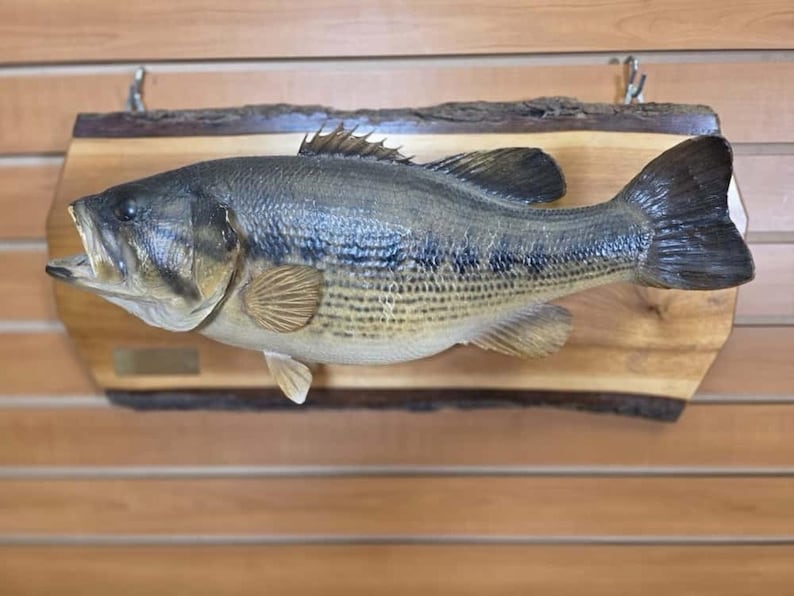 JTV229 - Real Skin Bass Fish Taxidermy Mount 20” - Etsy