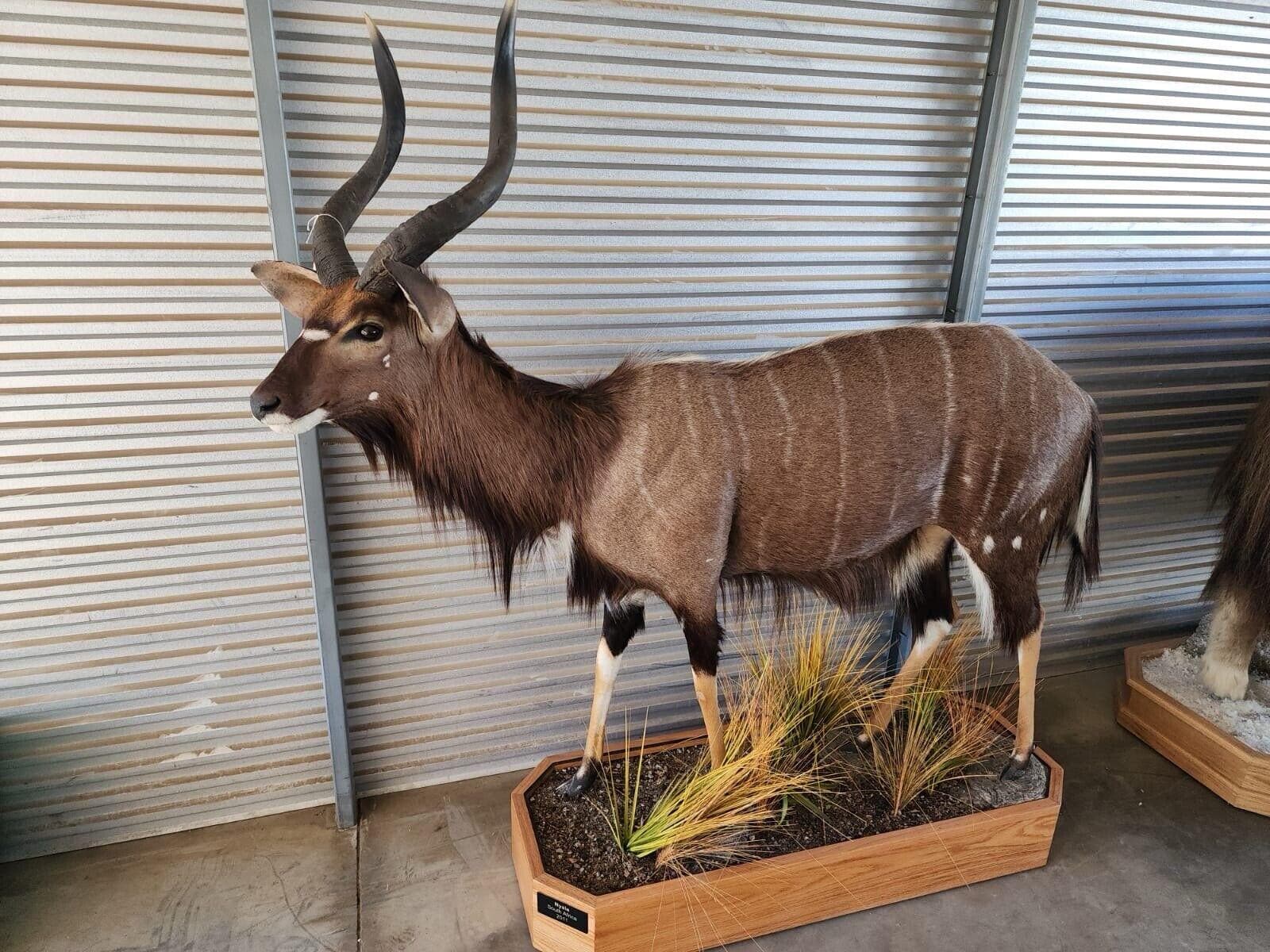 Nyala Full Size Taxidermy Mount African Nyala Full Body Taxidermy Mount ...